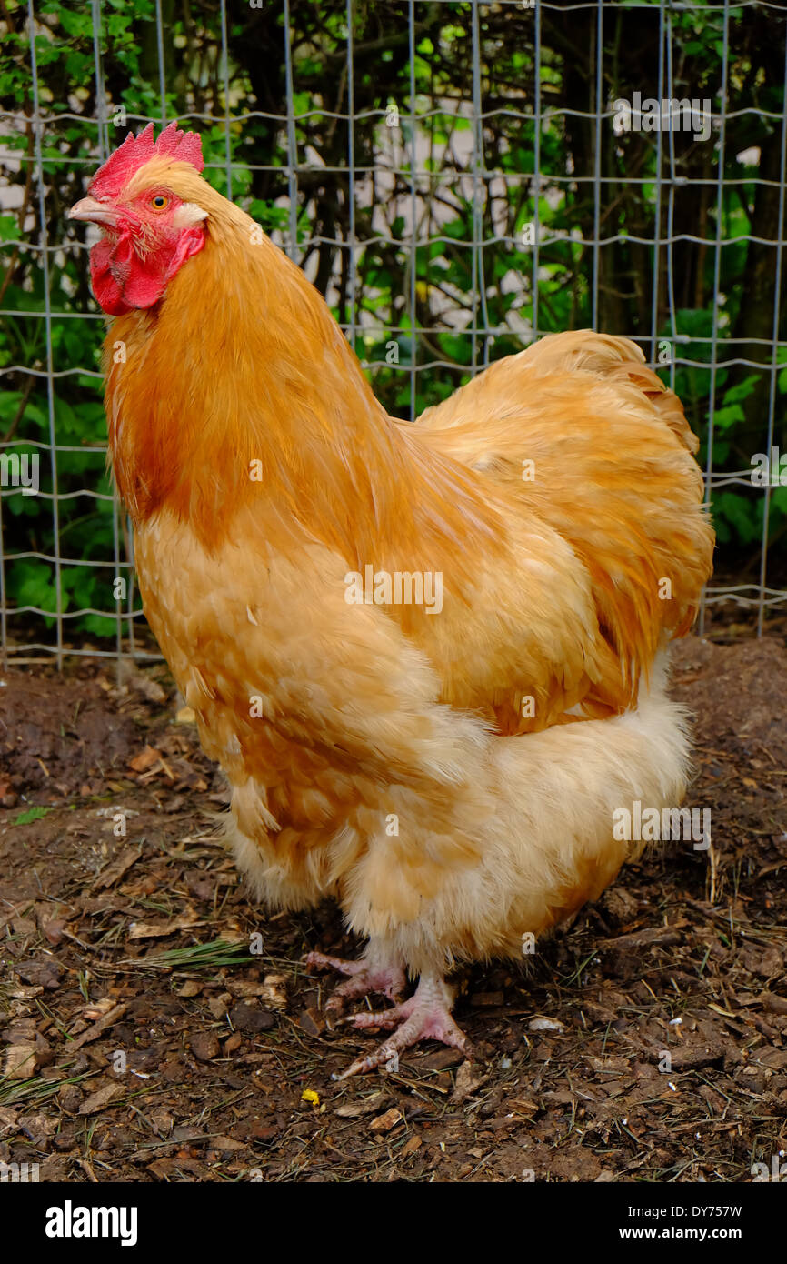 Golden rooster hi-res stock photography and images - Alamy