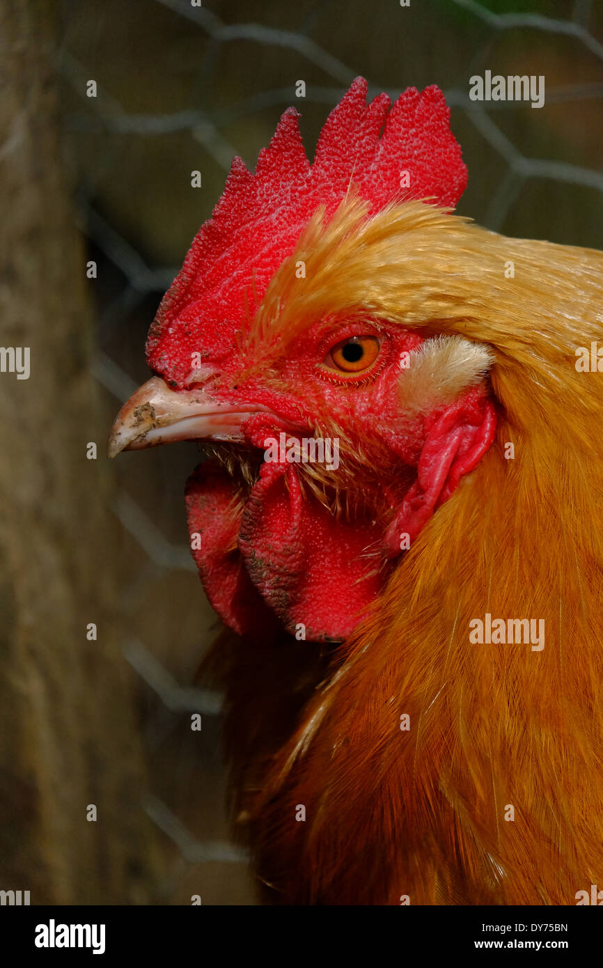 Cockerel rooster hi-res stock photography and images - Alamy