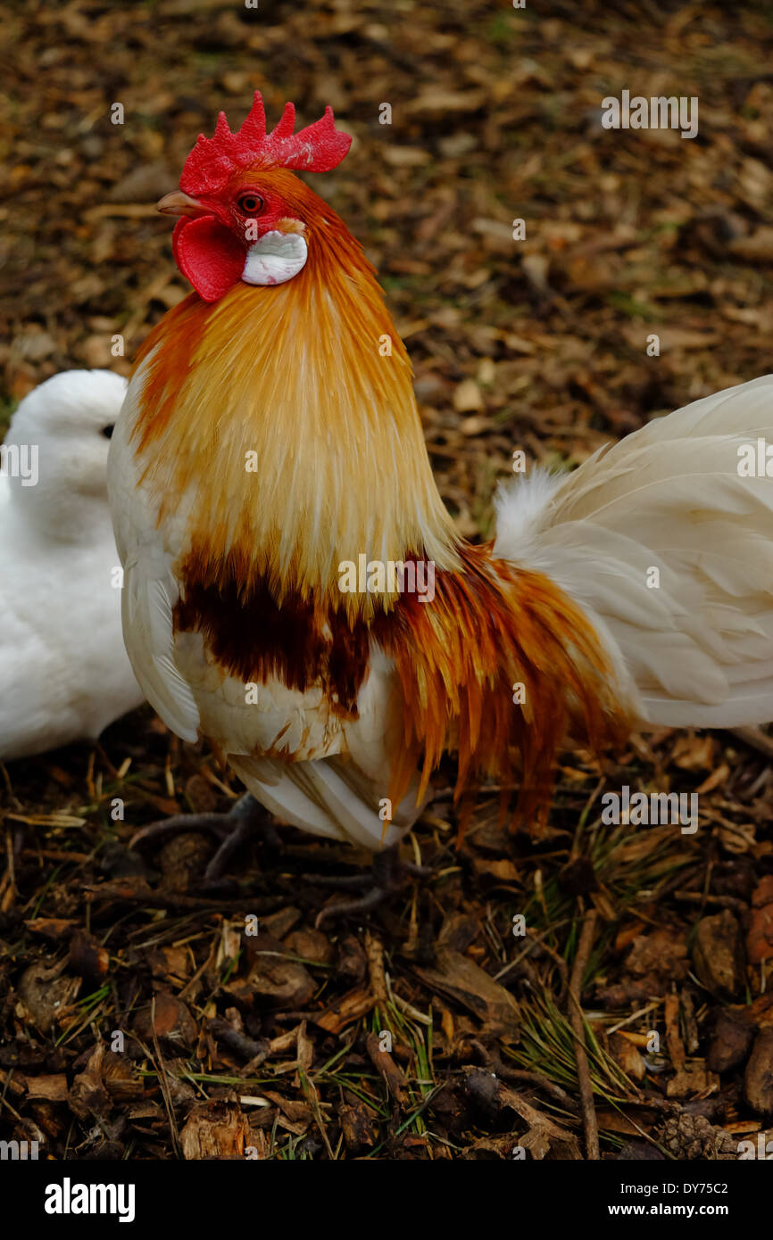 Cockerel rooster hi-res stock photography and images - Alamy