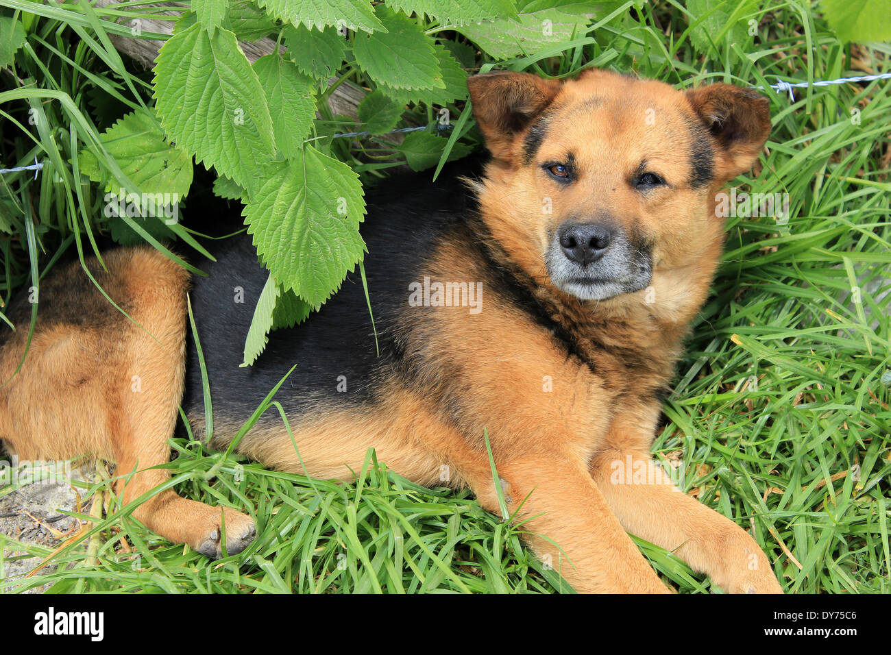 A brown dog lying under the shade of a bush in Cotacachi, Ecuador Stock ...