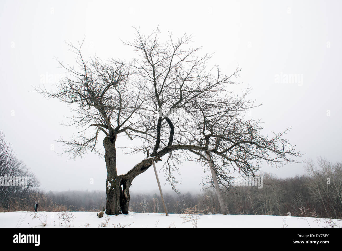 Lone apple tree stand at the top of a hill in mid-winter in Austerlitz ...