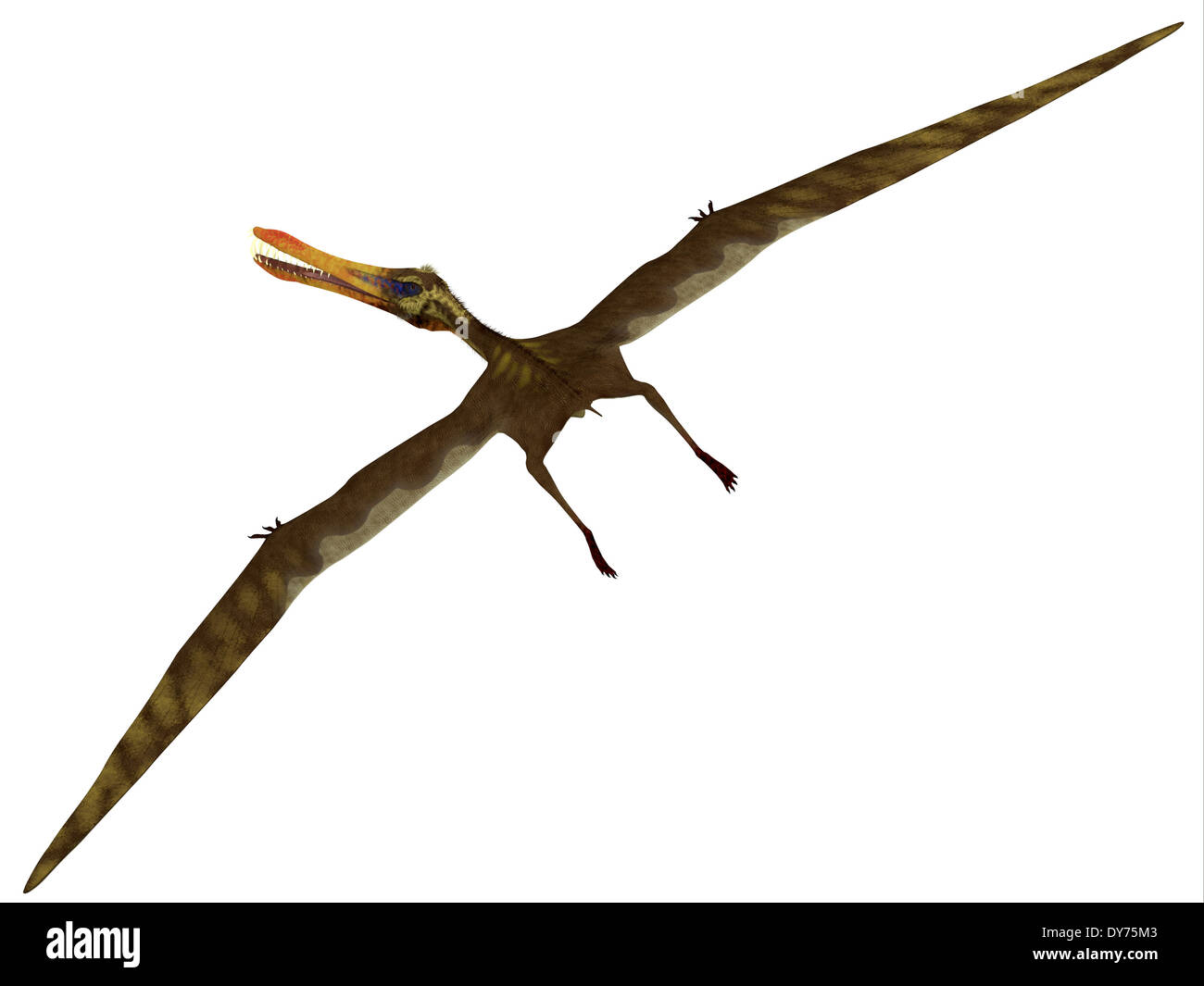 Anhanguera was a fish-eating pterosaur from the Cretaceous era of ...