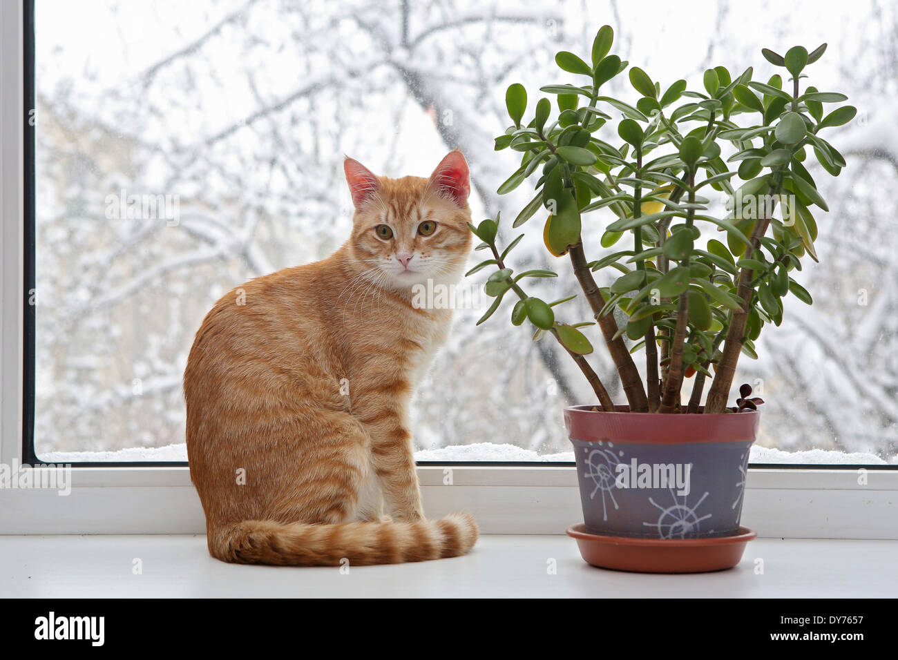 Orange cat sitting in the window, through the glass winter and snow ...