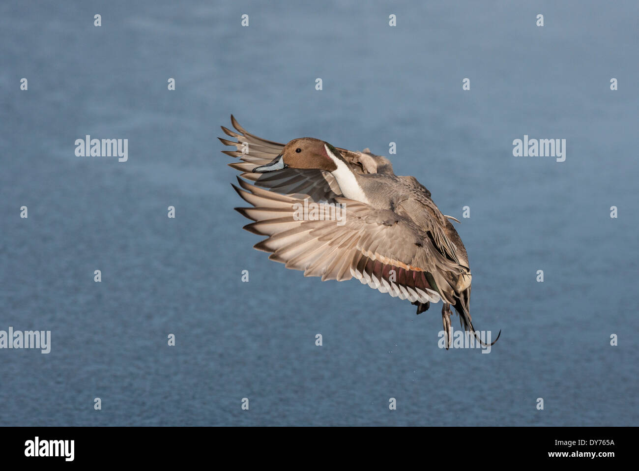 Northern Pintail Drake Flight High Resolution Stock Photography and ...
