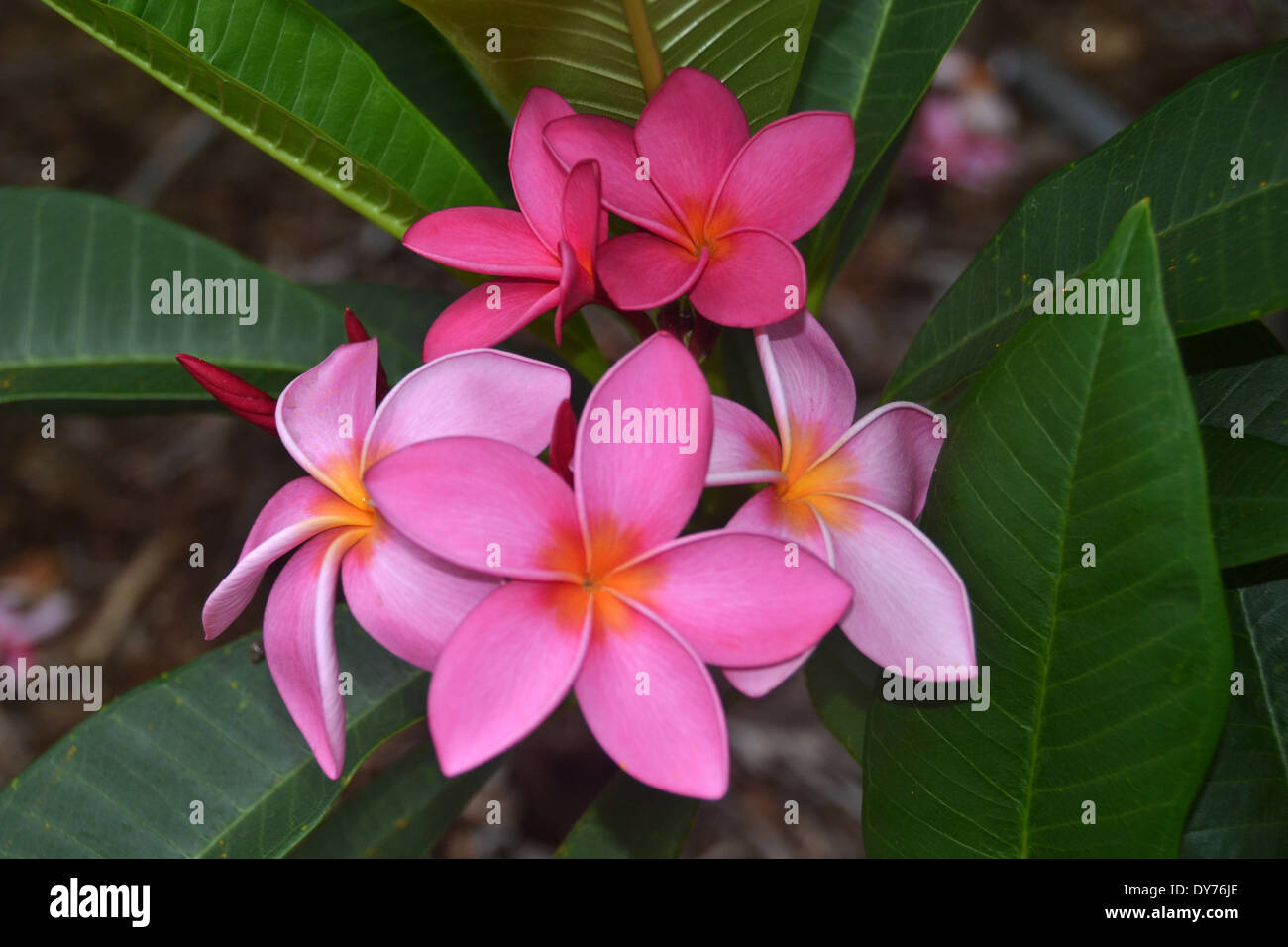 Hawaiian flower lei making hi-res stock photography and images - Alamy