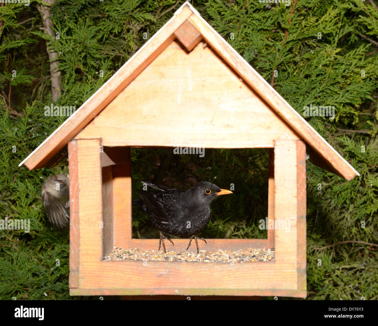 Blackbird in the birdhouse Stock Photo - Alamy