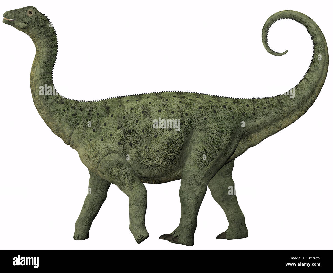 Saltosaurus was a sauropod dinosaur of the Cretaceous Period of ...