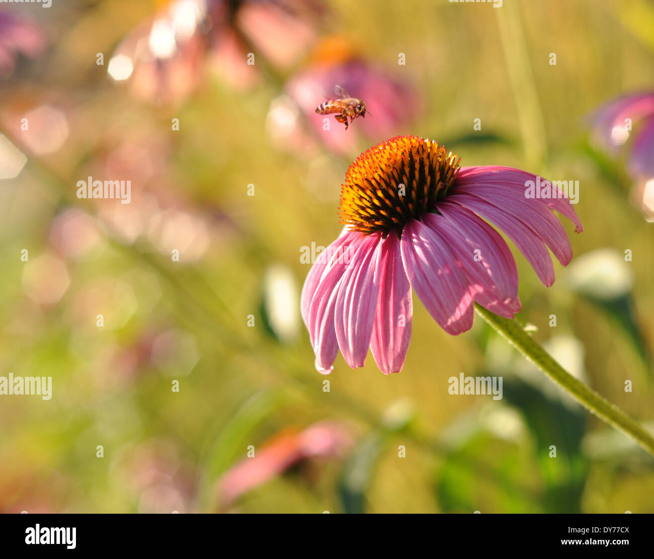Bee Landing on a Purple Echinacea Flower at Sunset. Shallow depth of ...