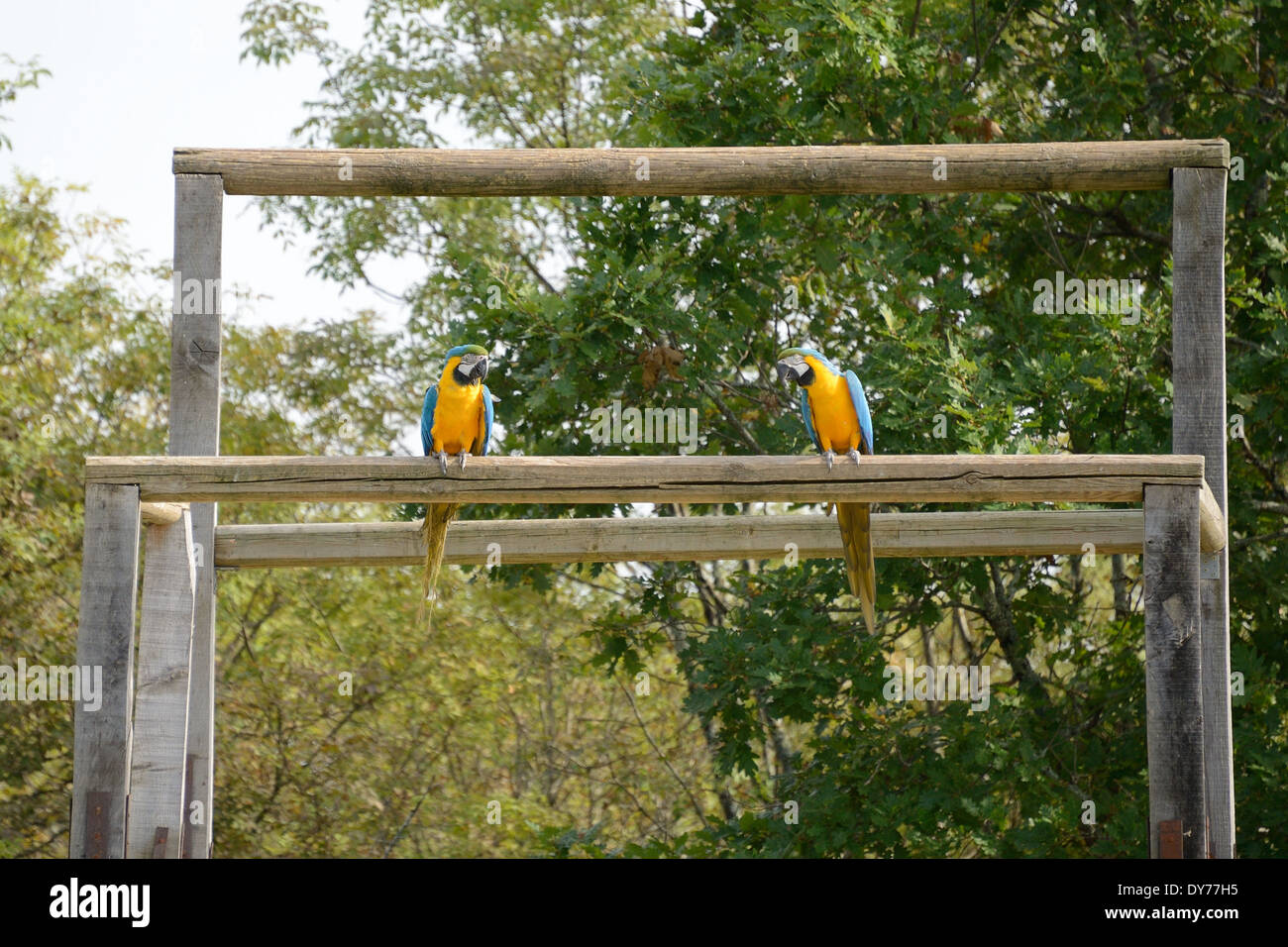 Parrots show hi-res stock photography and images - Alamy