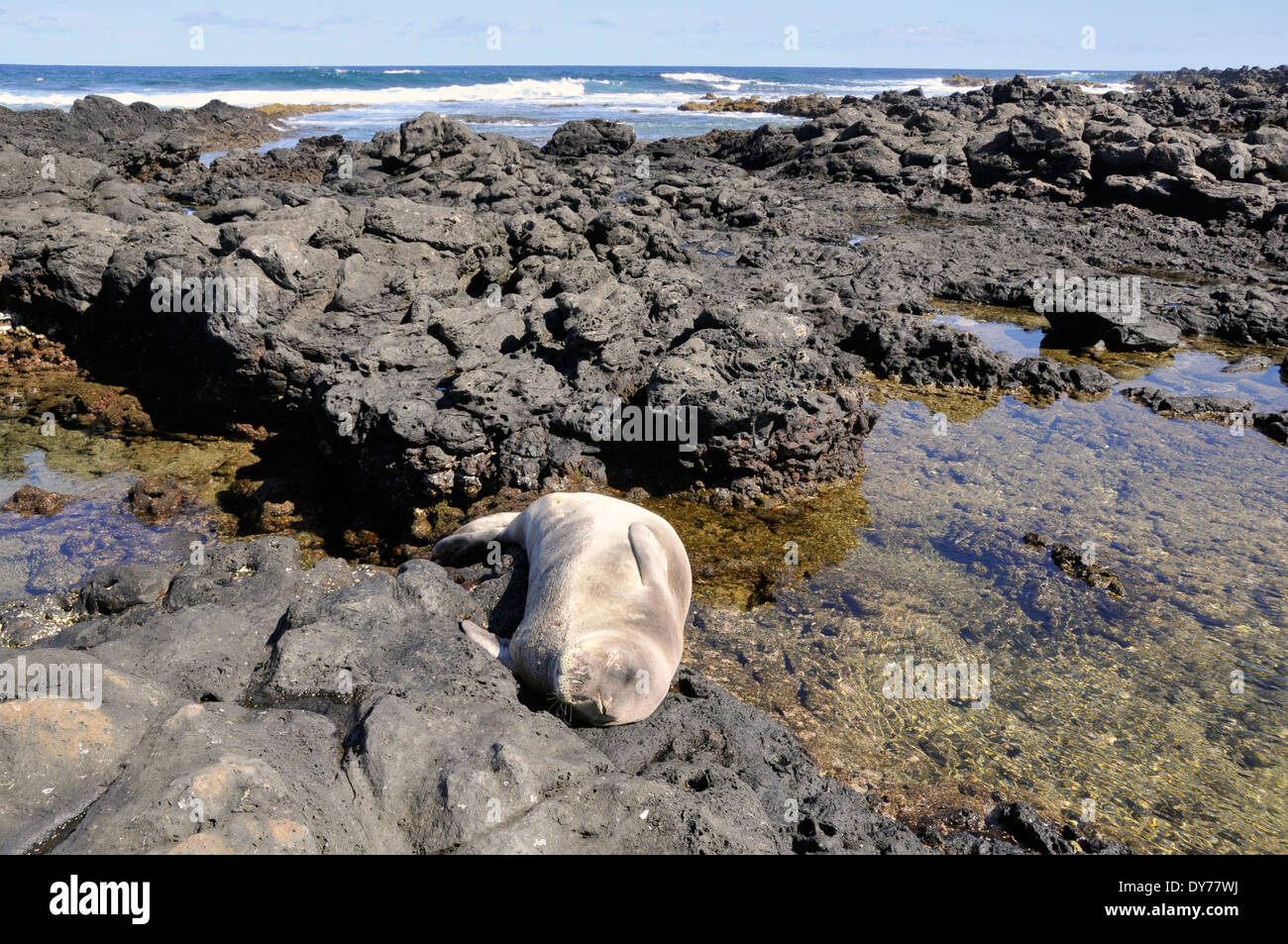Endangered hawaiian monk seal hi-res stock photography and images - Alamy