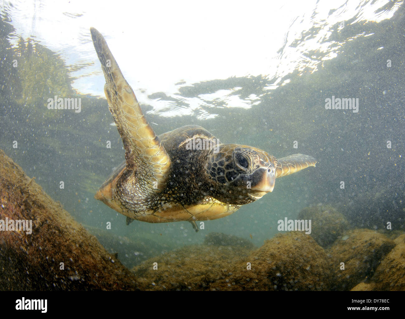 Green sea turtle, Chelonia mydas, North Shore, Oahu, Hawaii, USA Stock ...