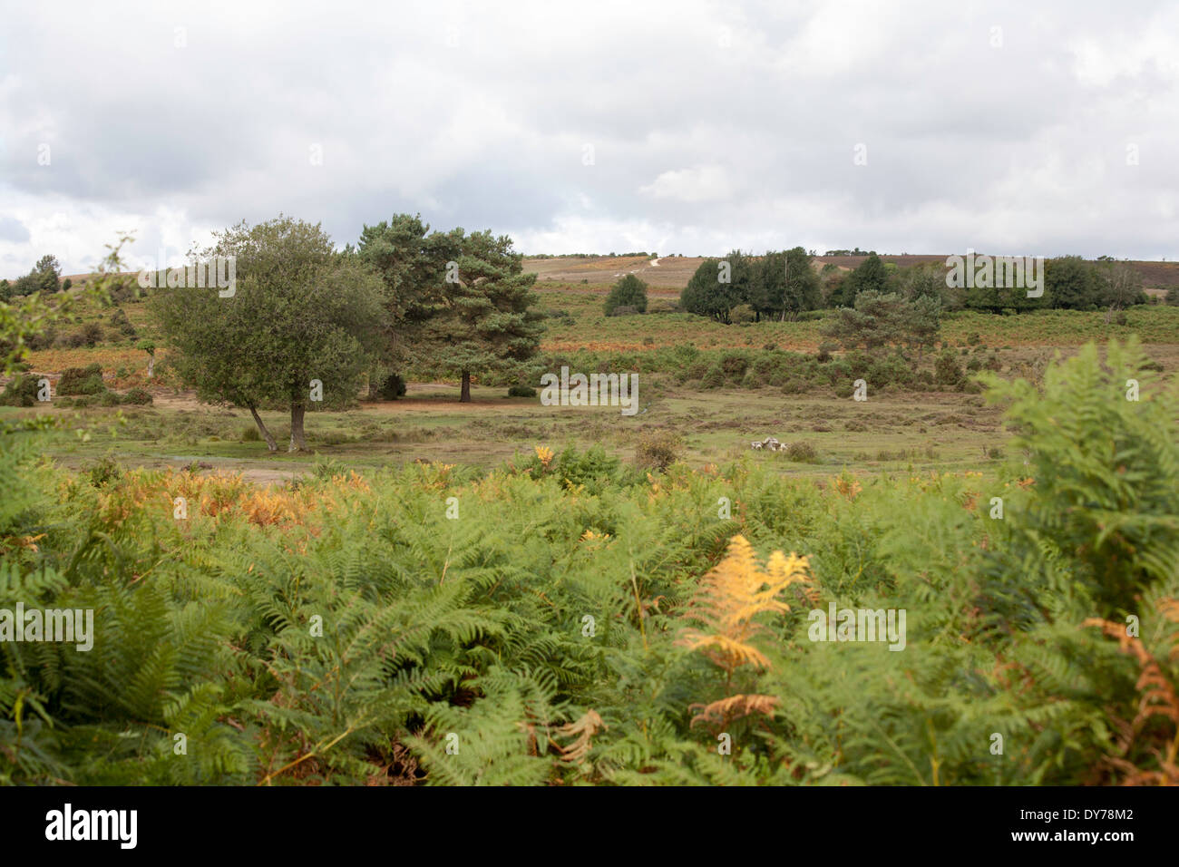 Looking across Latchmore Bottom the valley of Latchmore Brook Frogham ...