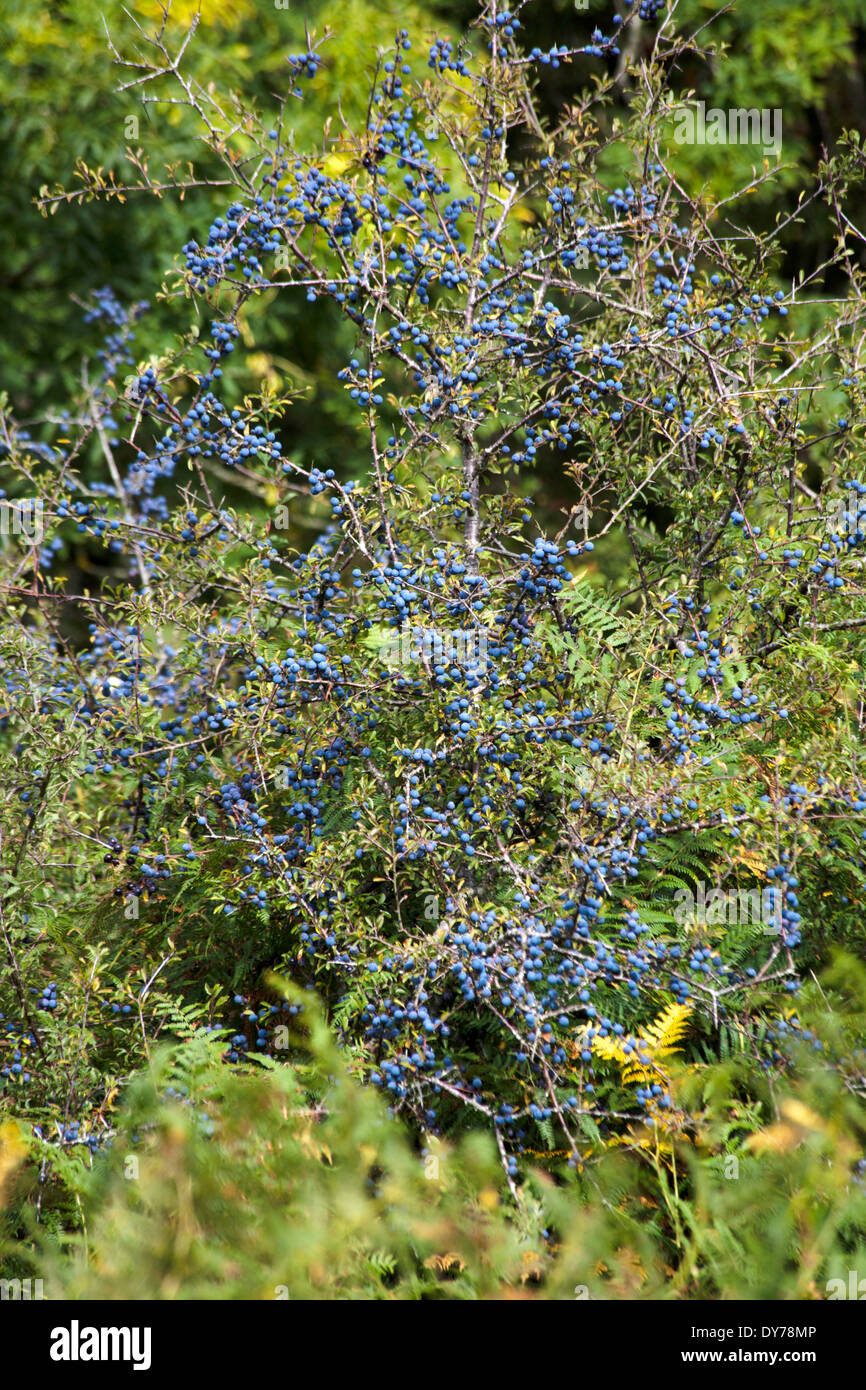 Blackthorn Tree in fruit near Latchmore Brook Latchmore Bottom Frogham ...