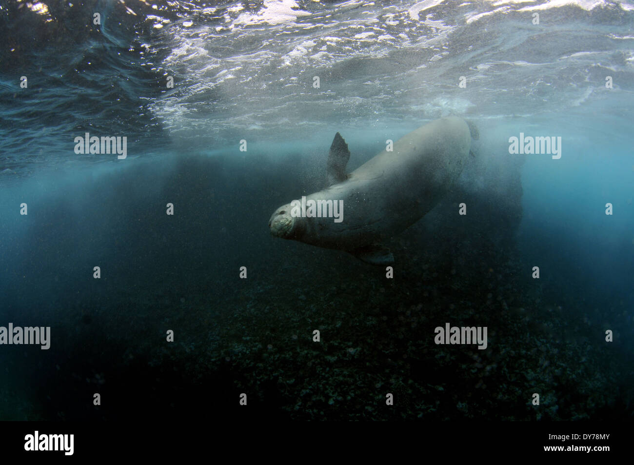 Endangered Hawaiian monk seal, Neomonachus schauinslandi, swims ...