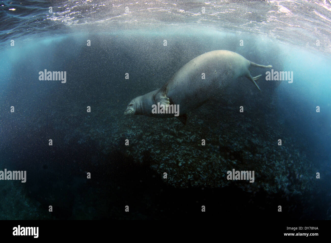 Endangered Hawaiian monk seal, Neomonachus schauinslandi, swims ...