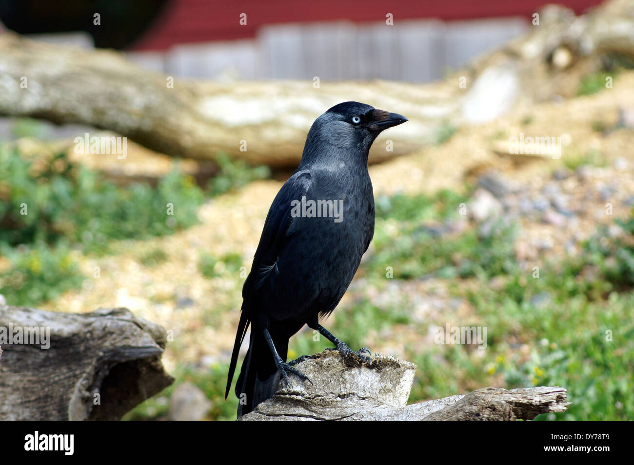 Jackdaw roost hi-res stock photography and images - Alamy