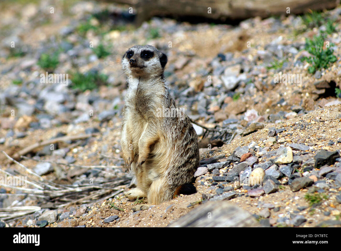 Sergei meerkat hi-res stock photography and images - Alamy