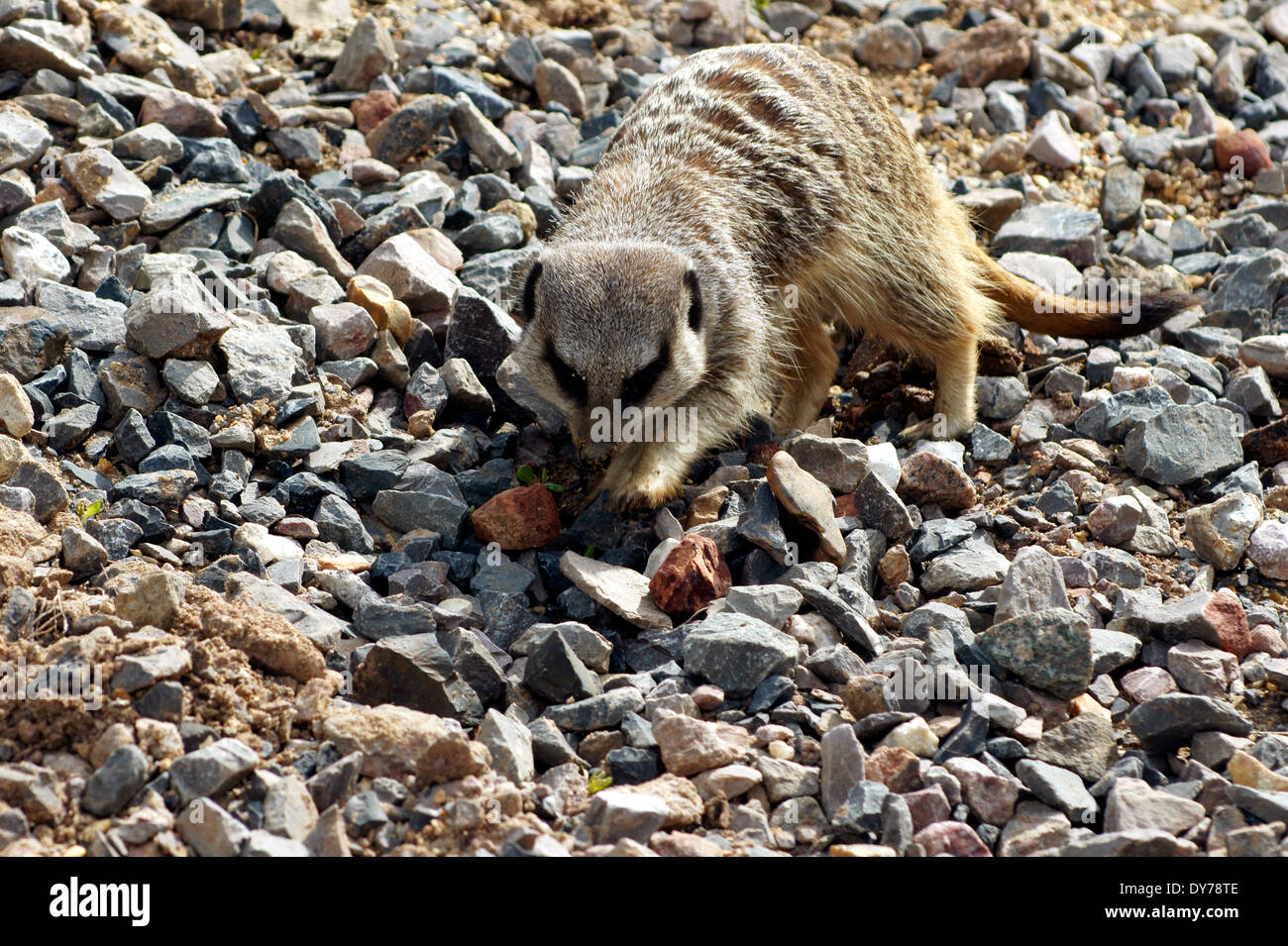 MEERKAT LOOKING FOR FOOD Stock Photo - Alamy