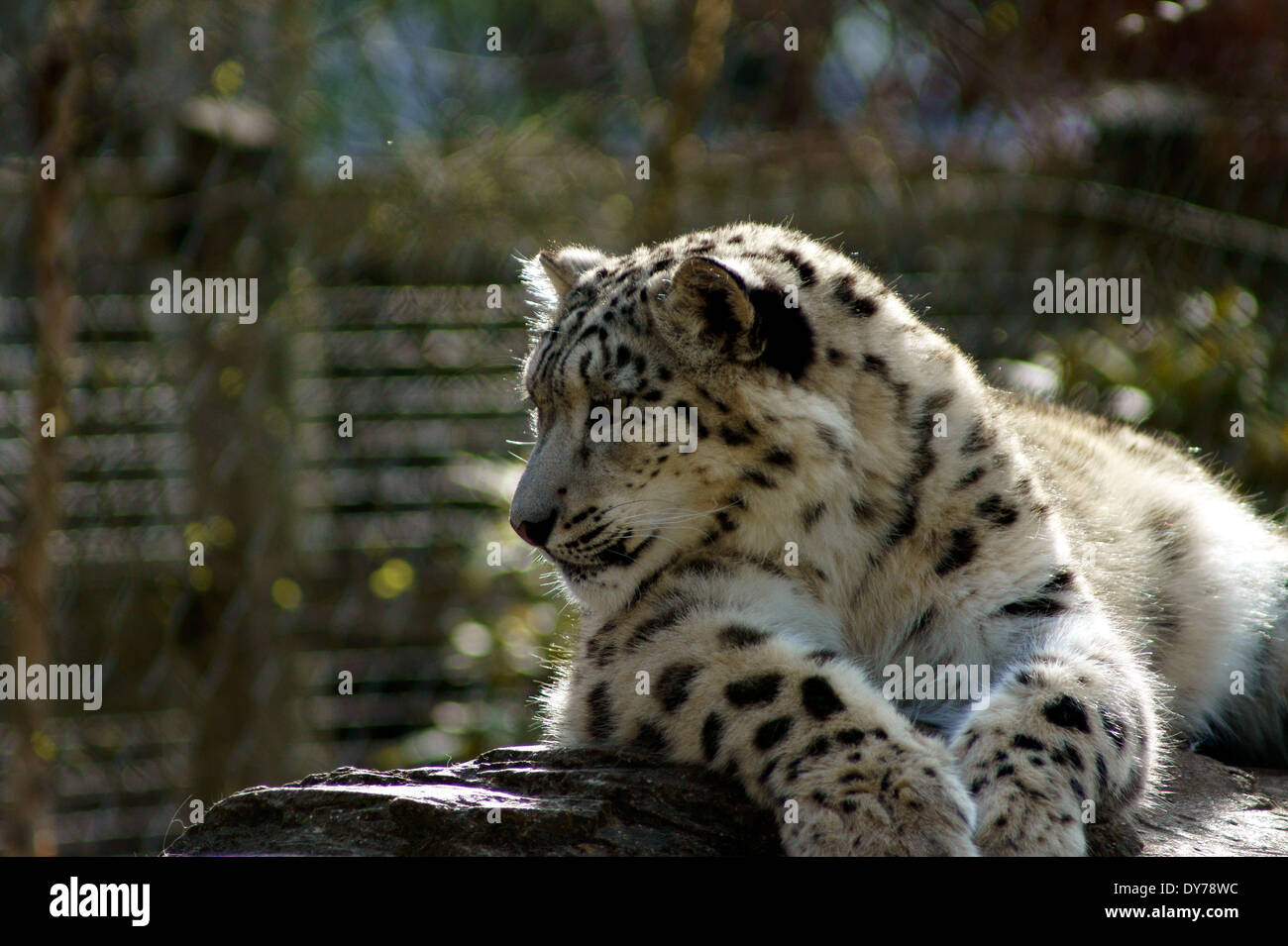 Snow leopard paw hi-res stock photography and images - Alamy