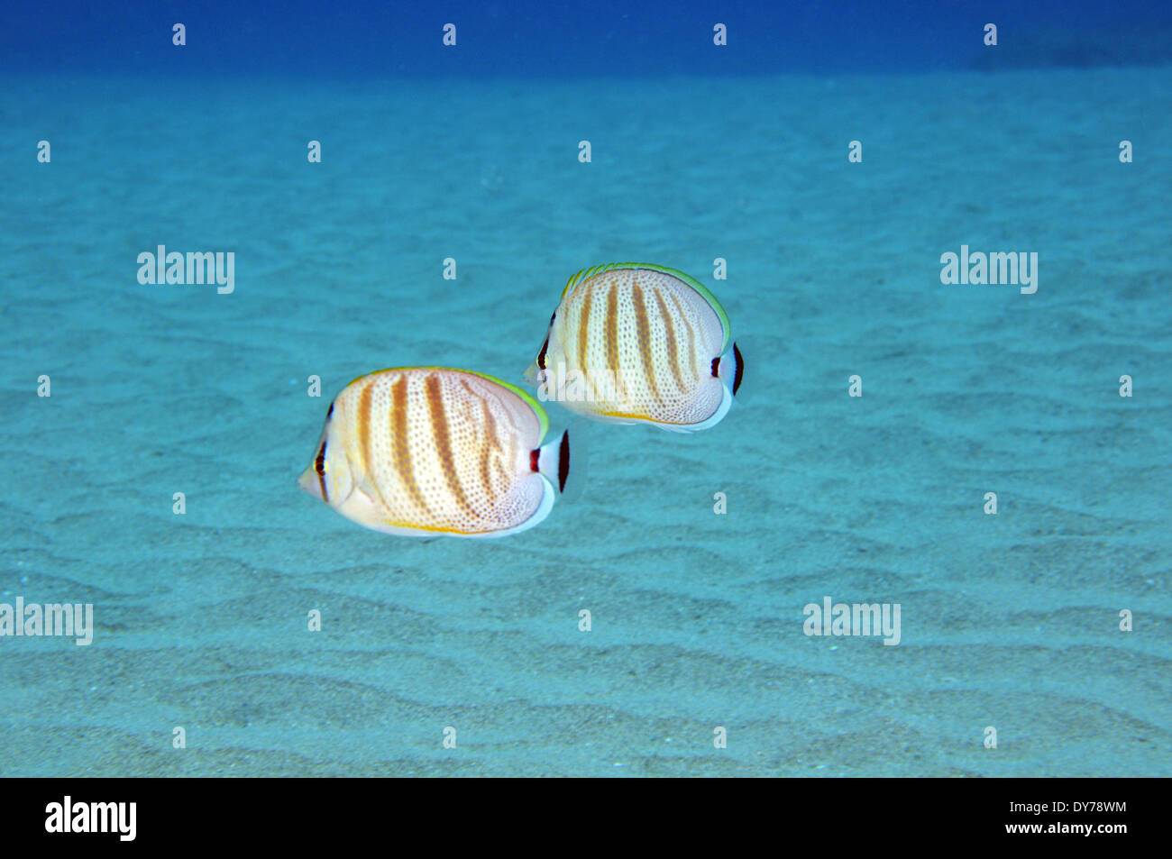 Kikapaku hi-res stock photography and images - Alamy
