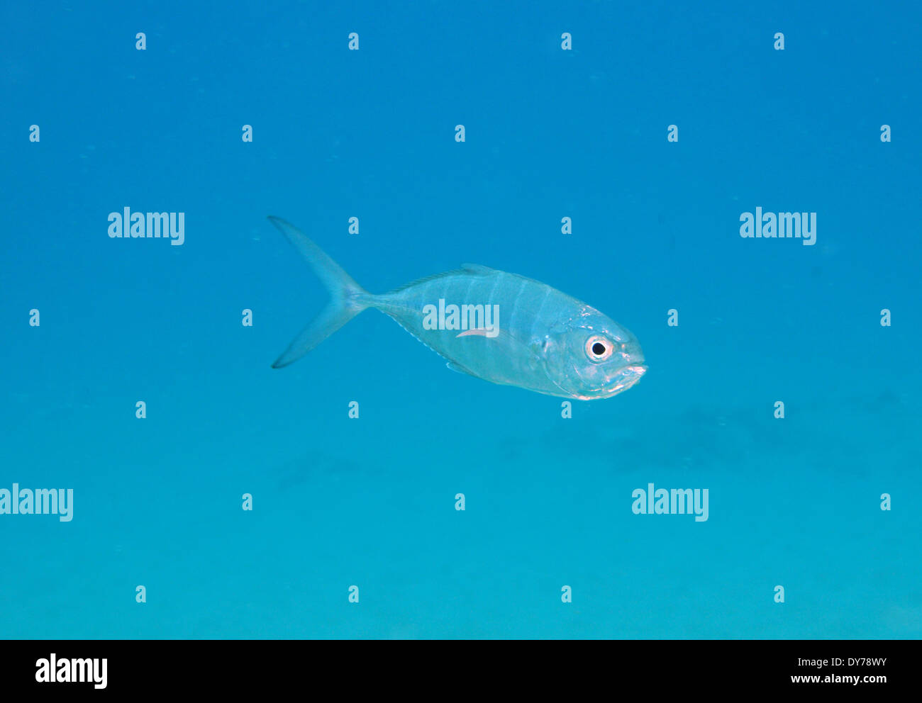 Blue fish point hi-res stock photography and images - Alamy