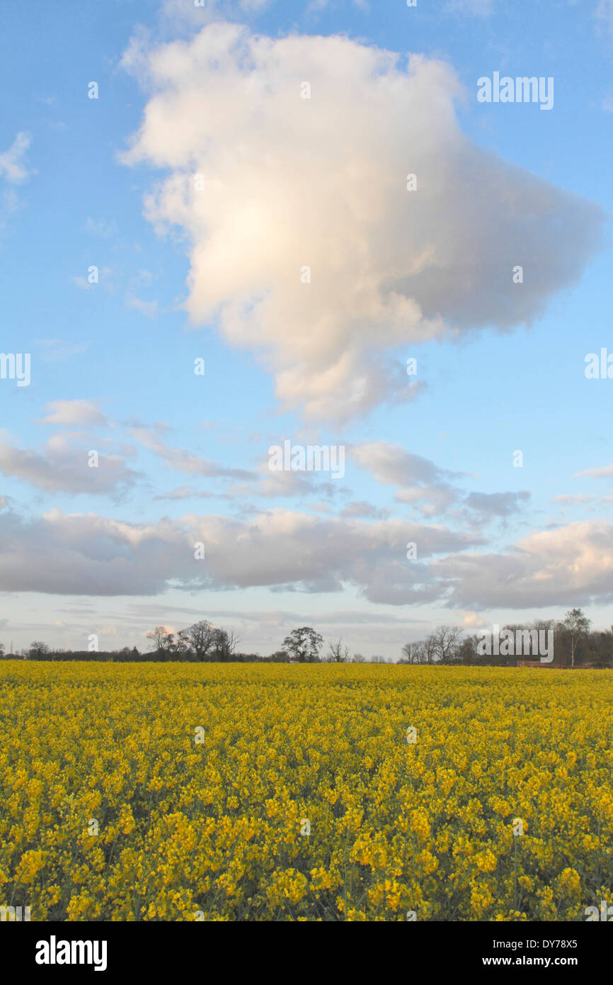 Rapeseed fields, Cambridgeshire Stock Photo - Alamy