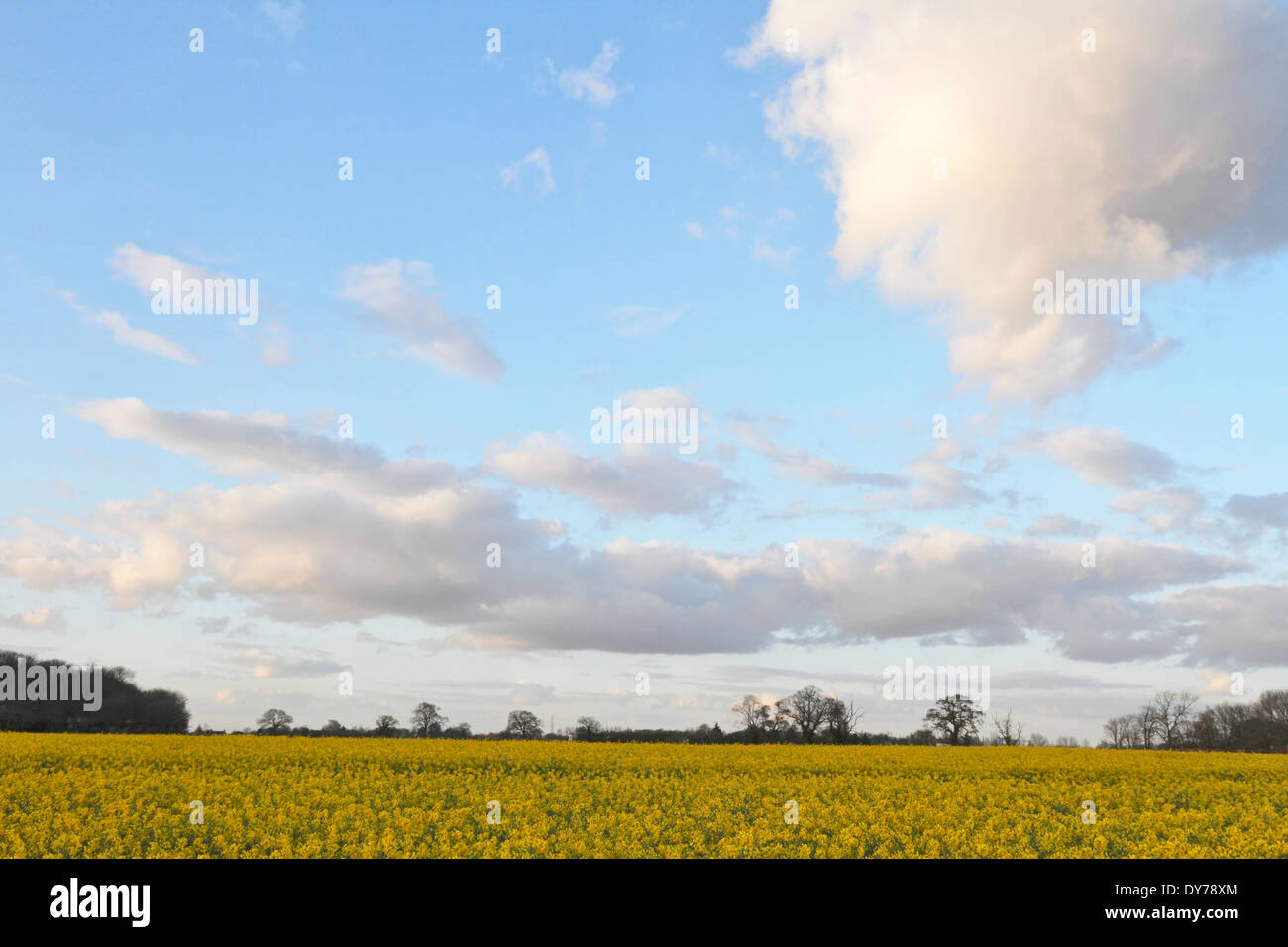 Rapeseed fields, Cambridgeshire Stock Photo - Alamy
