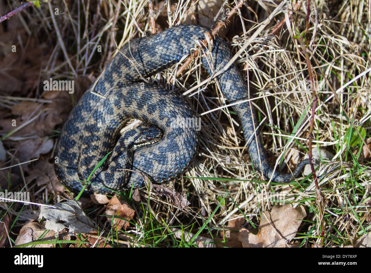 Adder, UK, basking in the morning sun Stock Photo - Alamy