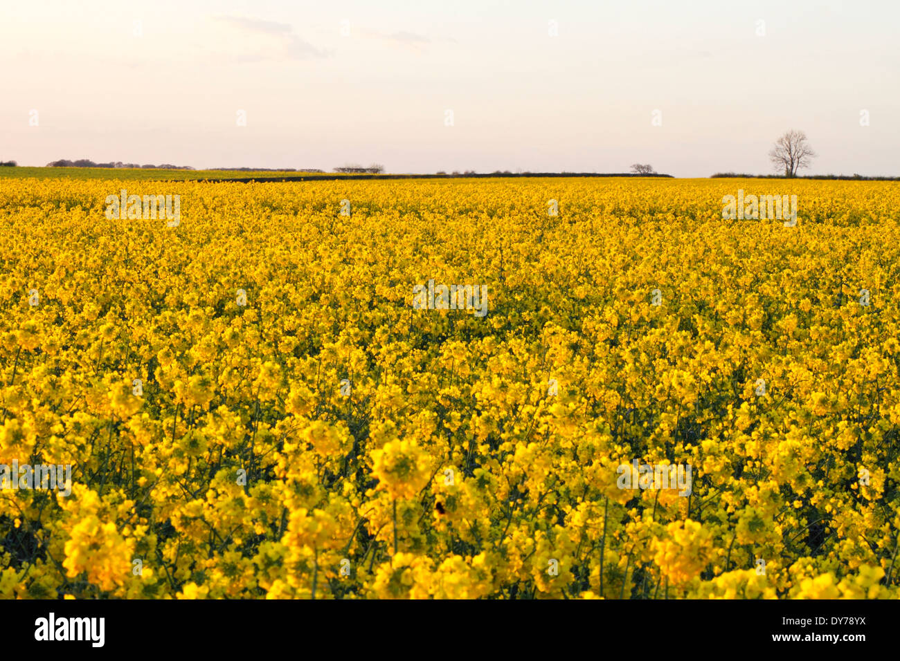 Rapeseed fields, Cambridgeshire Stock Photo - Alamy