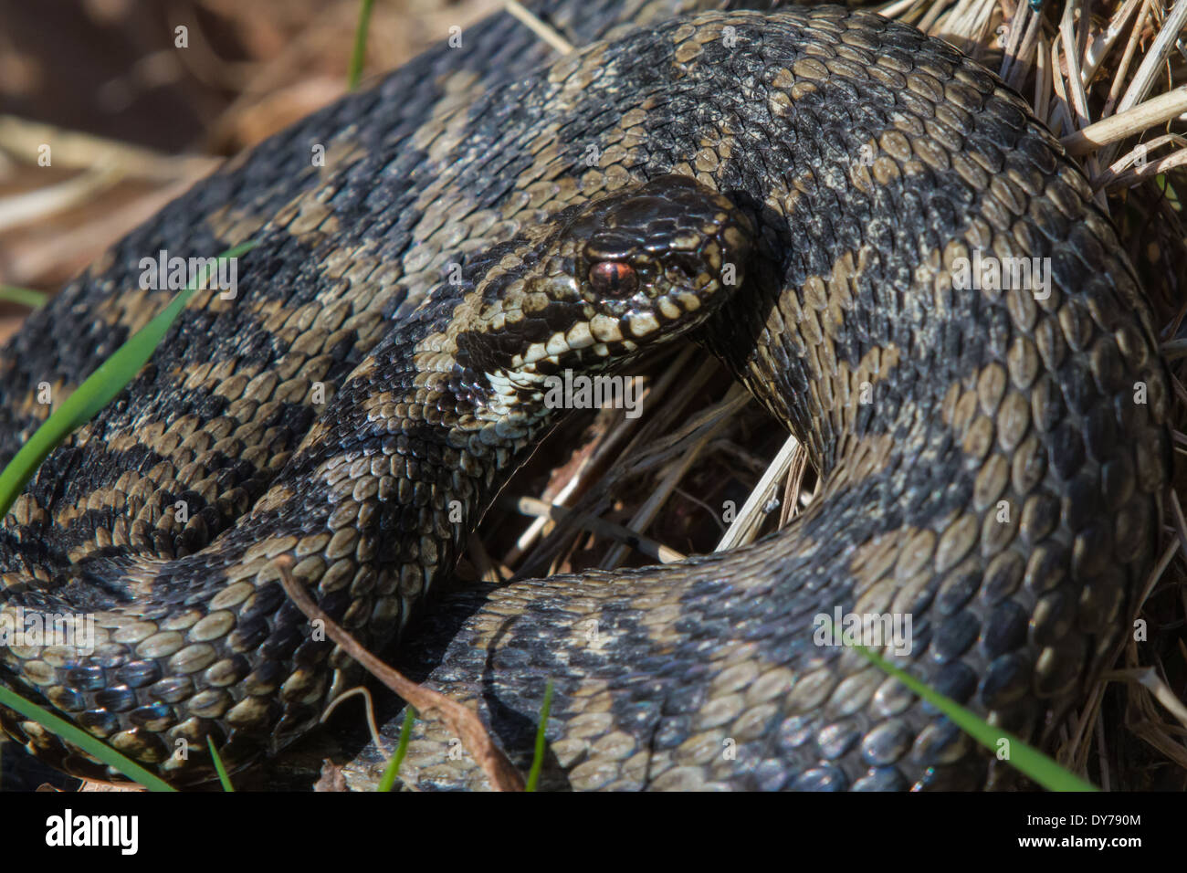 British viper hi-res stock photography and images - Alamy