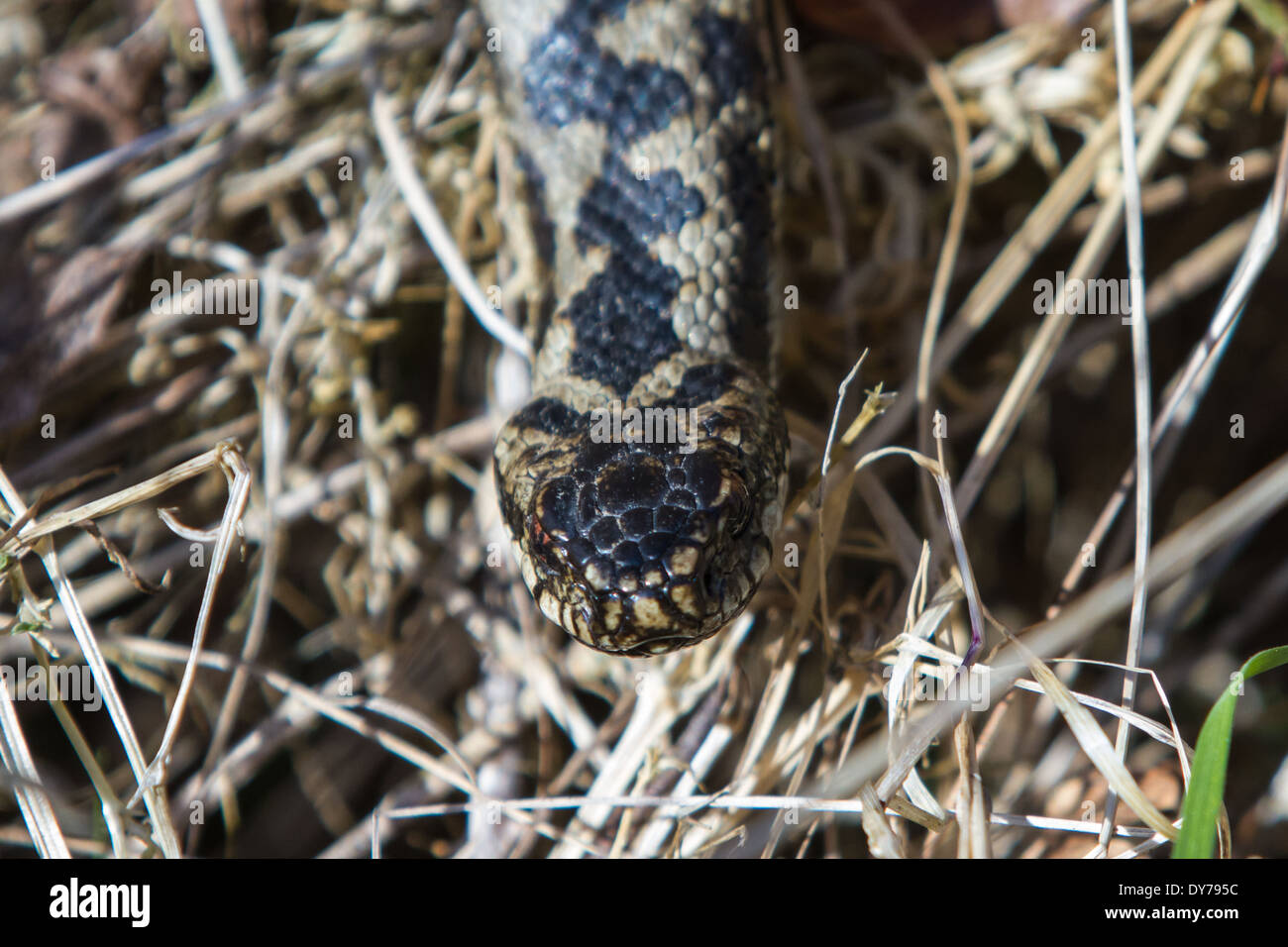 Adder head hi-res stock photography and images - Alamy