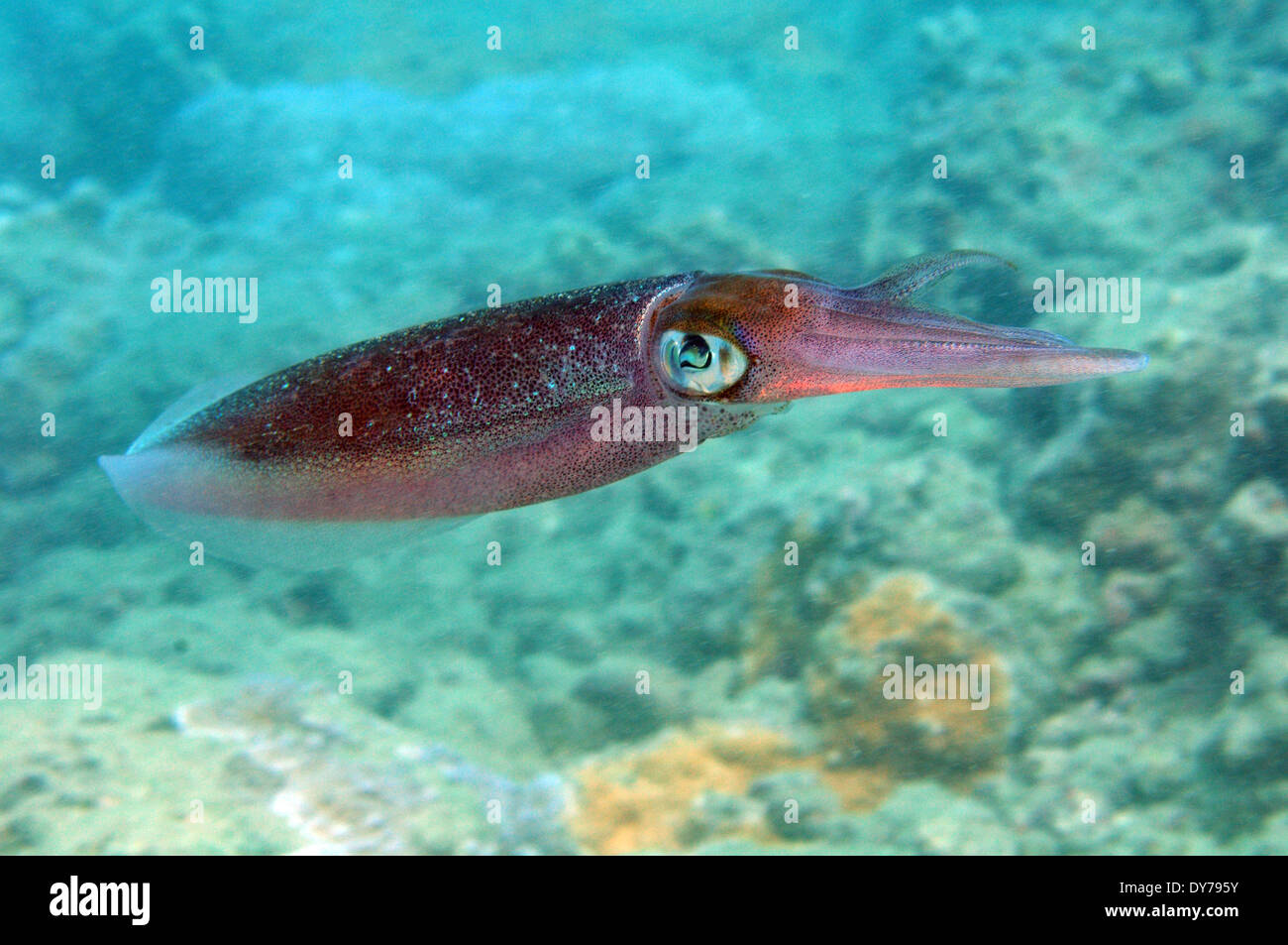 Oval squid, Sepioteuthis lessoniana, Hanauma Bay Nature Preserve Park ...