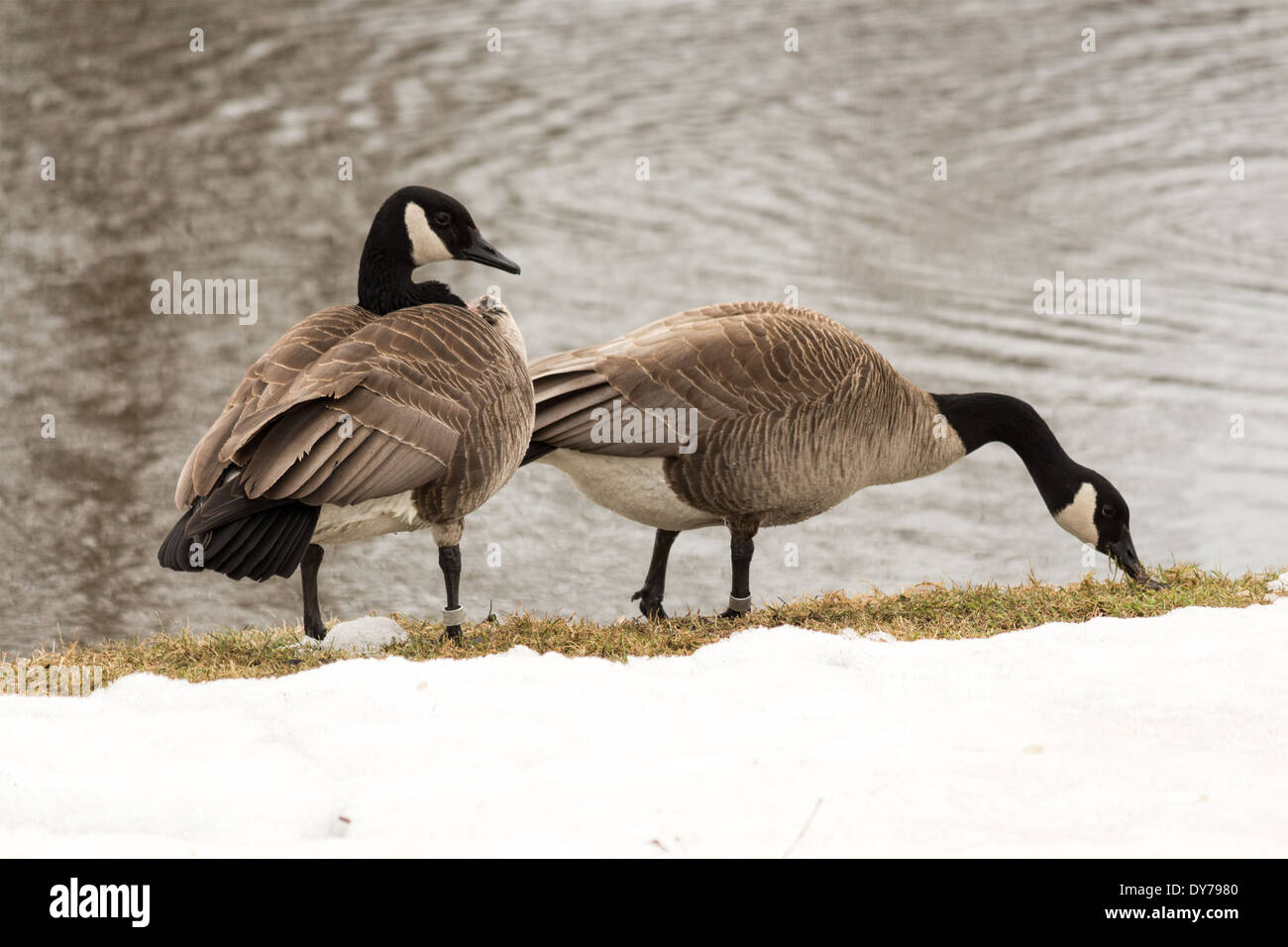 Breeding pair of Canada geese.Gander has injured chest from fighting ...