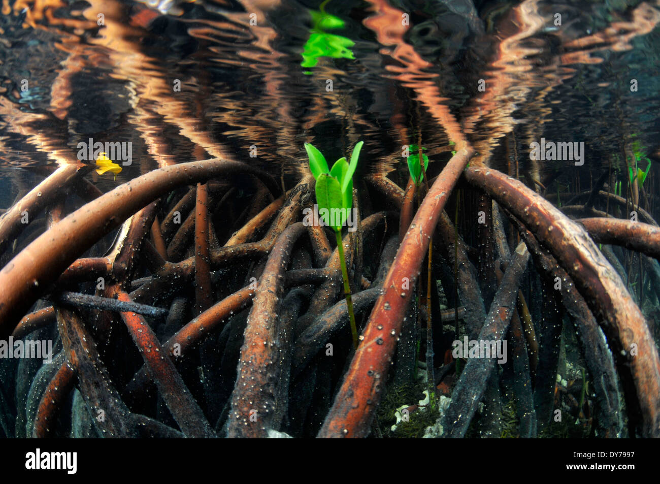 Red mangrove hi-res stock photography and images - Alamy