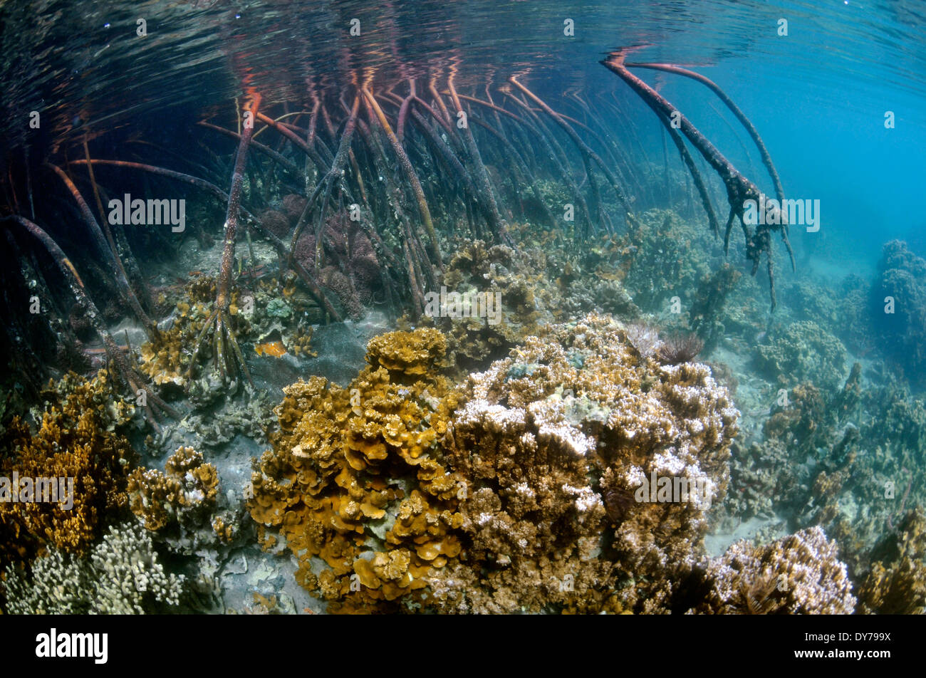 Mangroves Fringing Reefs 1,827 Coral Reef Mangrove Stock Photos Free