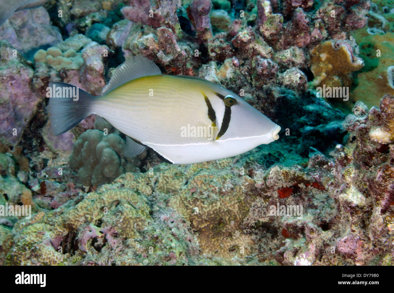 Reef triggerfish hi-res stock photography and images - Alamy