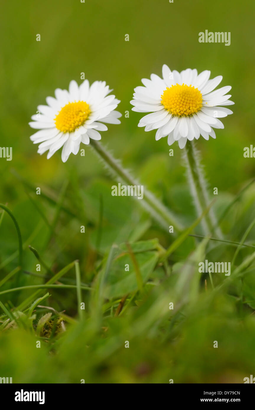 Two daisies in bloom hi-res stock photography and images - Alamy