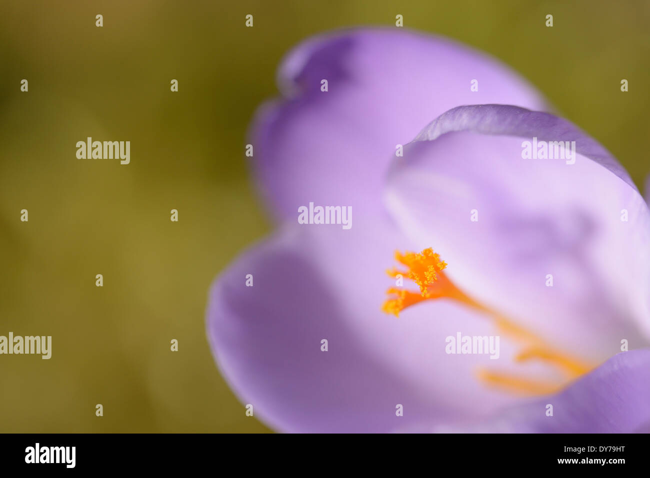 Crocus bloom / Crocus vernus hyb Stock Photo - Alamy