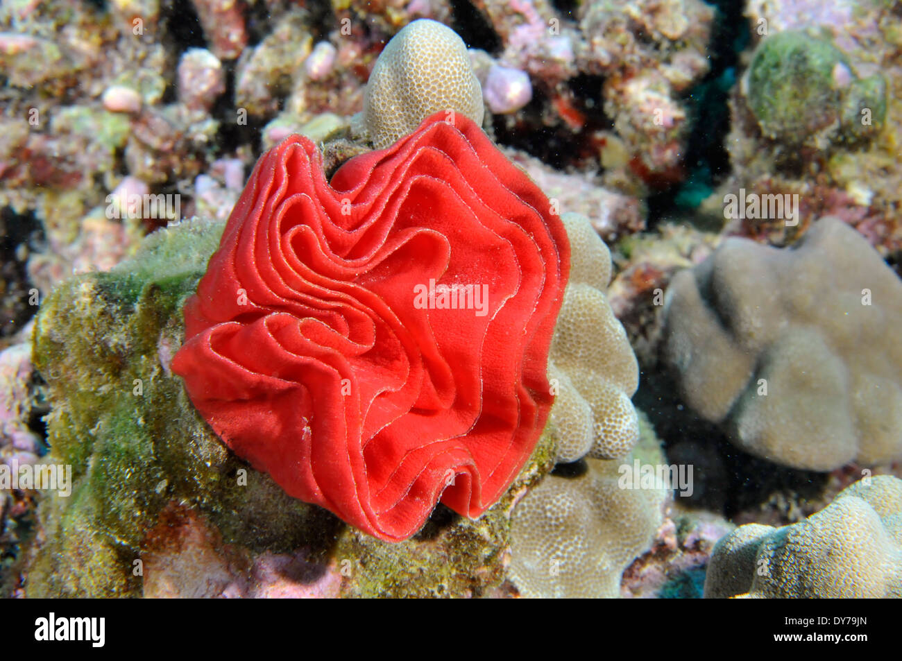 Spanish dancer slug hi-res stock photography and images - Alamy