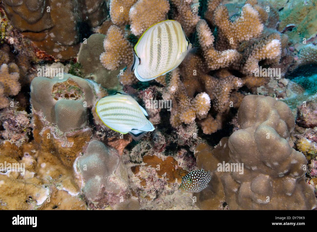 Multiband butterflyfish, Chaetodon multicinctus, Oahu, Hawaii, USA ...