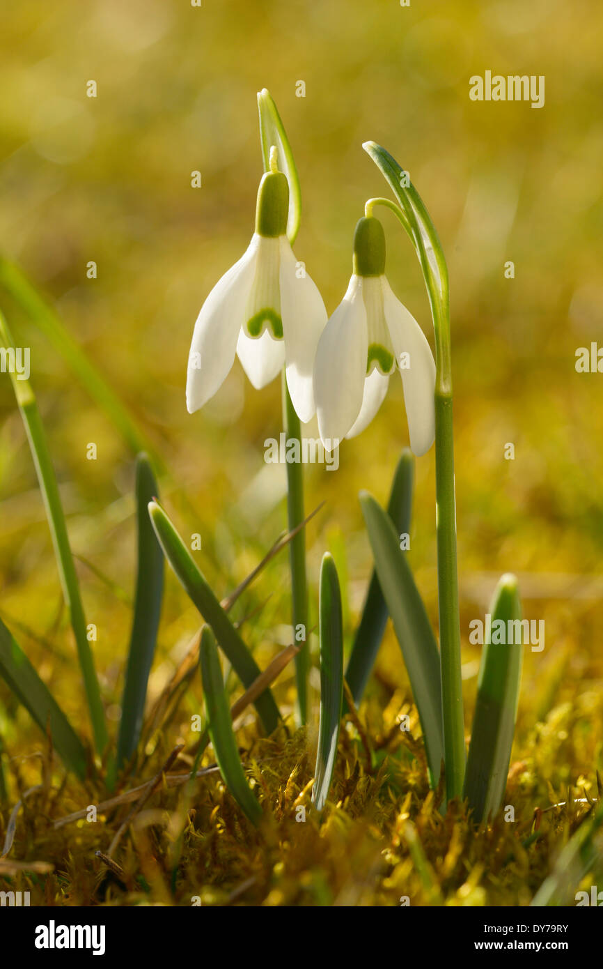 Snowdrop / Galanthus nivalis Stock Photo - Alamy