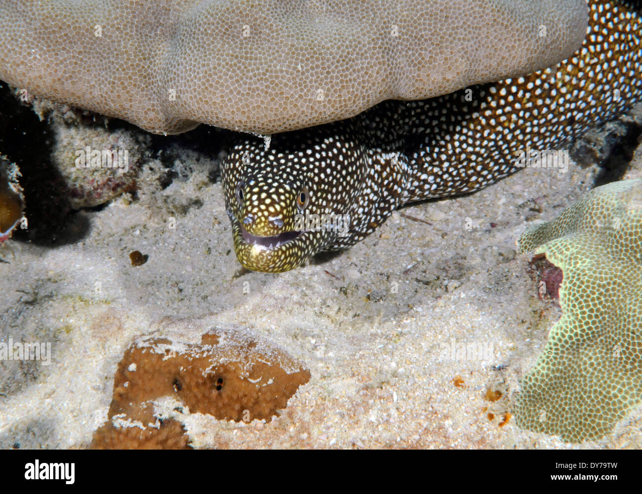 Whitemouth moray eel, Gymnothorax meleagris, Oahu, Hawaii, USA Stock ...