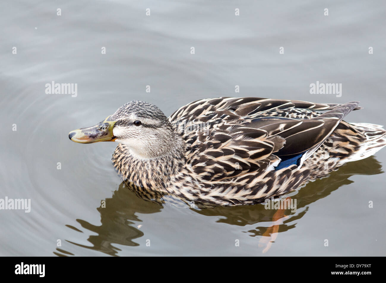 Mallard waterfowl birds floating hi-res stock photography and images ...