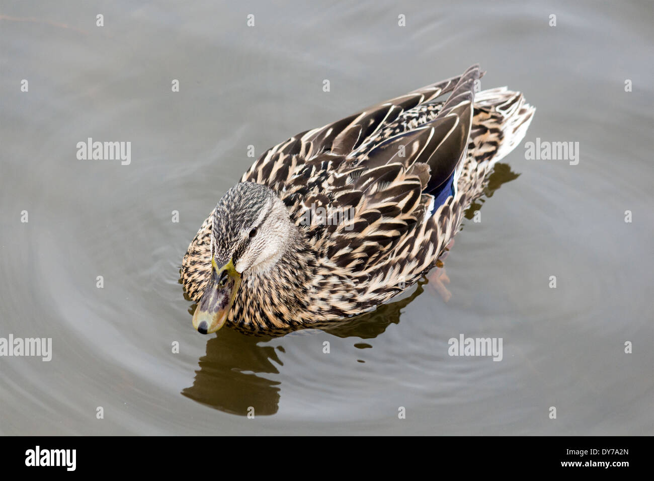 Mallard waterfowl birds floating hi-res stock photography and images ...