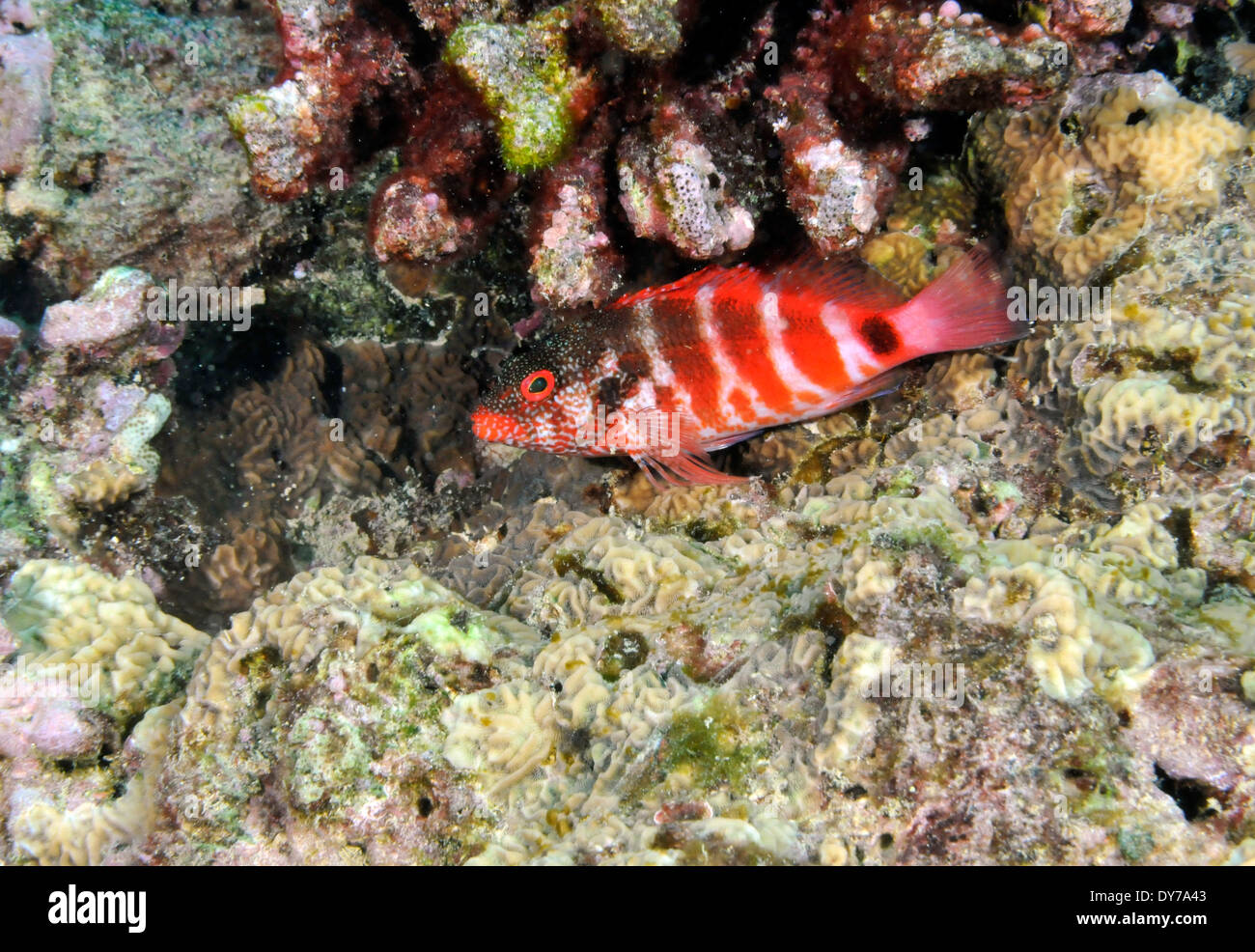 Redbarred hawkfish hi-res stock photography and images - Alamy