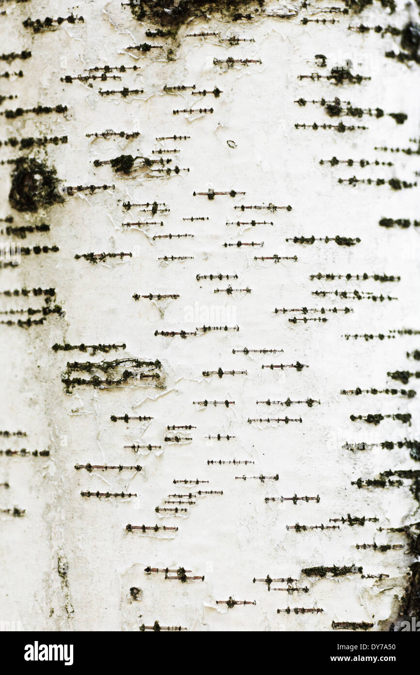 Texture of birch bark close-up Stock Photo - Alamy