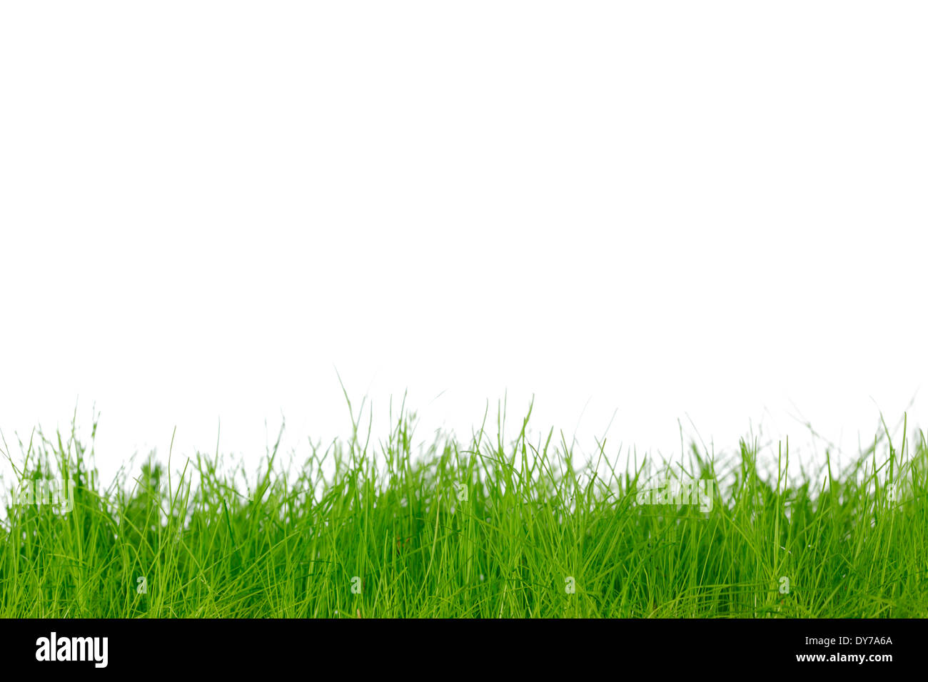 Fresh natural spring grass isolated on white background Stock Photo - Alamy