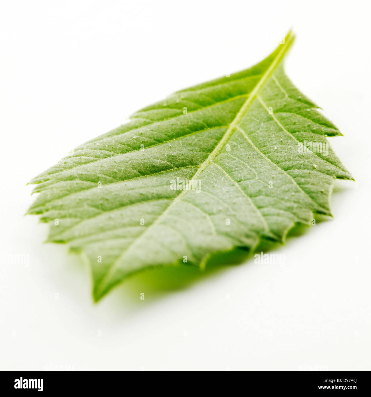 Green fresh leaf isolated on white background Stock Photo - Alamy