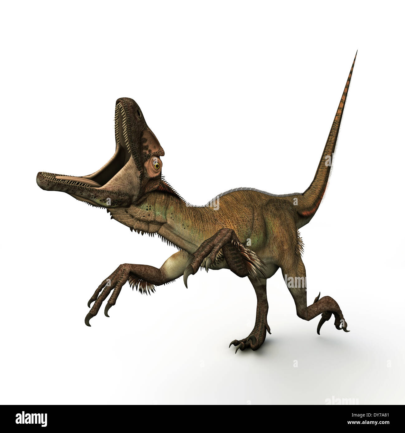 utahraptor isolated on white background Stock Photo - Alamy