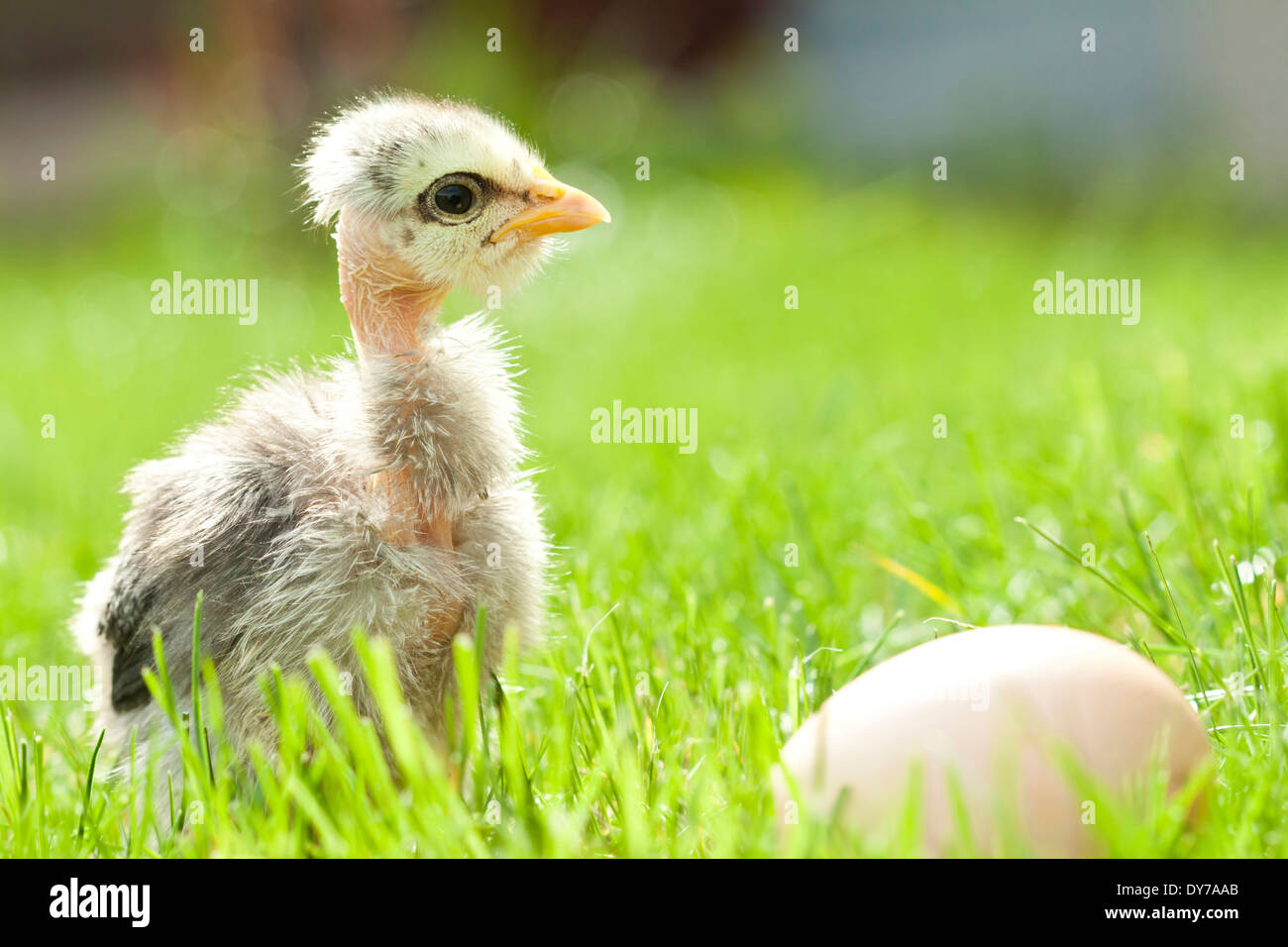 Easter chicken and egg on green grass Stock Photo - Alamy